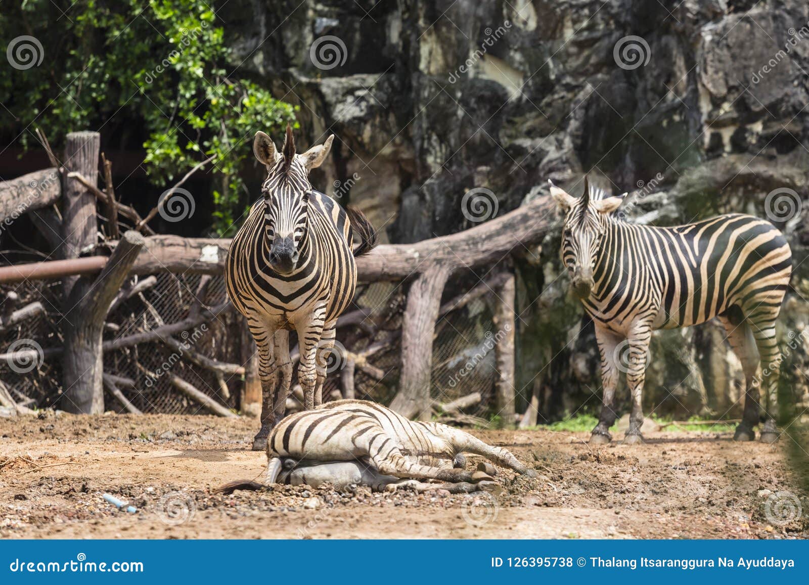 Zebra in the Zoo in Thailand. Stock Photo - Image of natural, animal ...