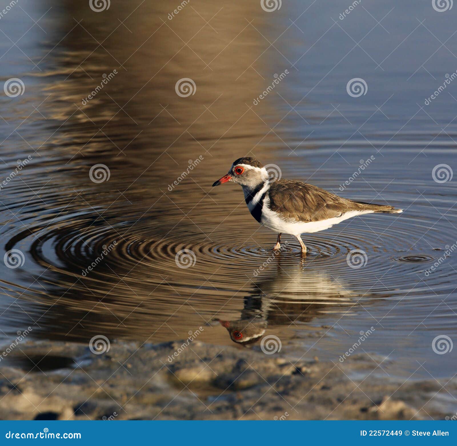 Threebanded Plover - Namibia Stock Image - Image of nature, ripples ...