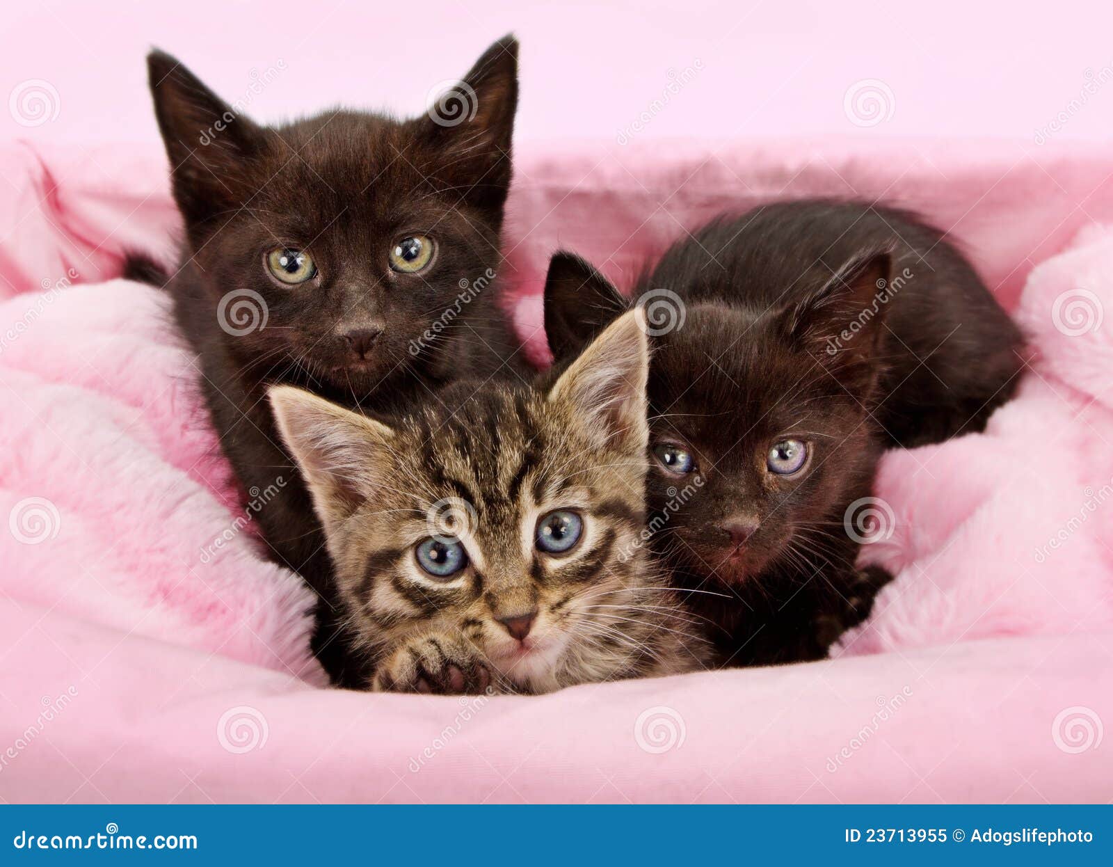 Threee Kittens in a Pink and White Basket Stock Image - Image of ...