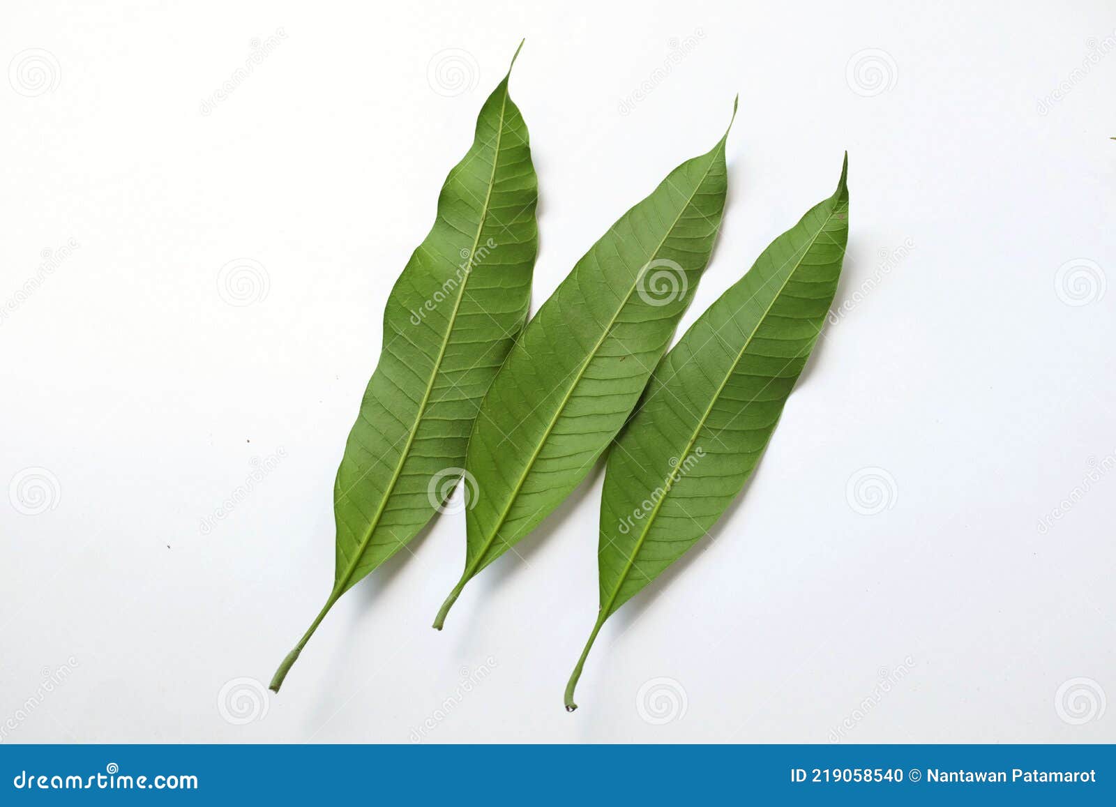 ThreeFresh Green Mango Leaves,leaf Isolate on White Background. Concept ...