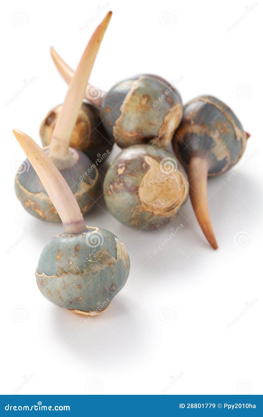 Threeleaf arrowhead, kuwai stock image. Image of trifolia - 28801779