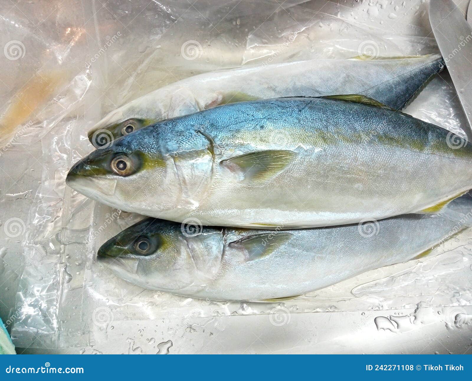 Threes of Buri fish photo stock photo. Image of meat - 242271108