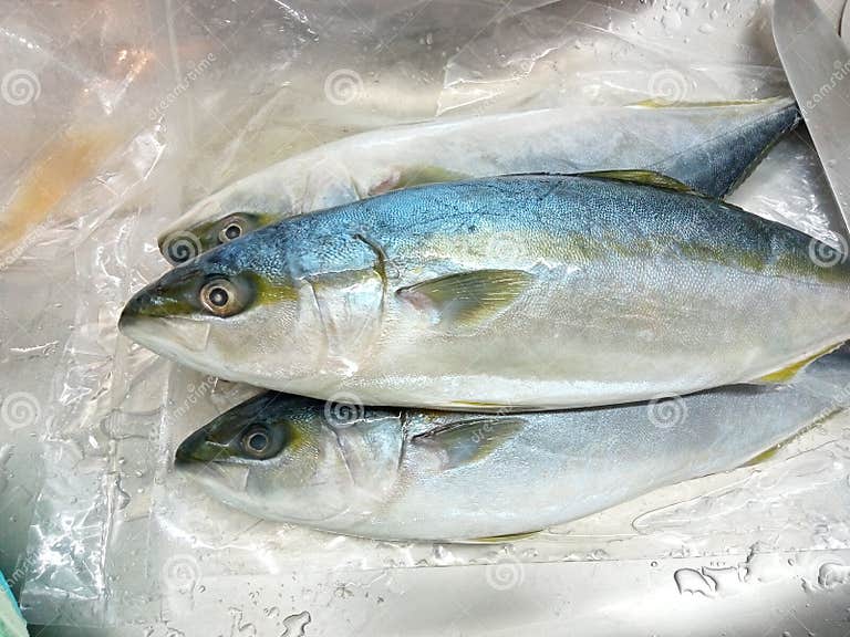 Threes of Buri fish photo stock photo. Image of meat - 242271108