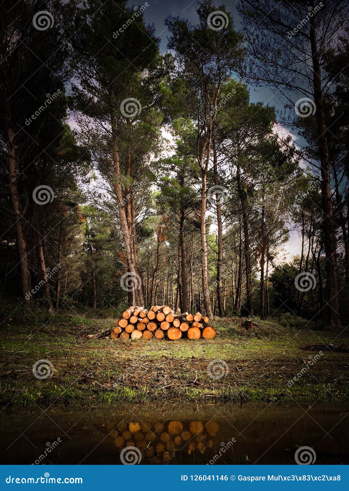 Threes in the forest stock photo. Image of autumn, wood - 126041146