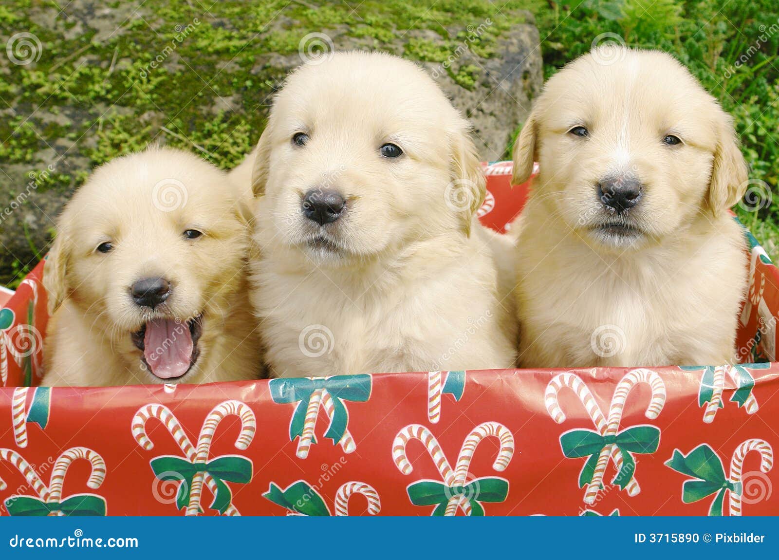 Threes golden retriever stock photo. Image of christmas - 3715890