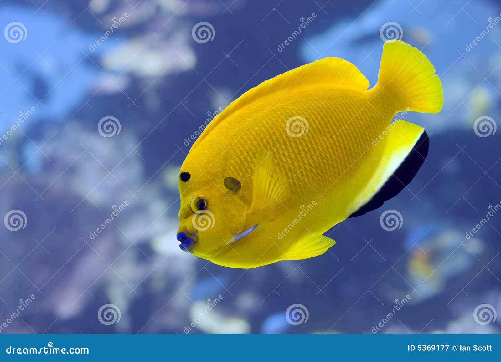 Threespot stock image. Image of fish, yellow, tropical - 5369177