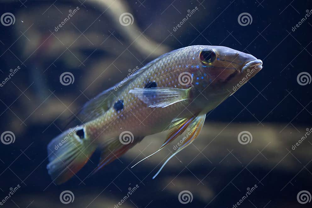 Threespot Eartheater & X28; Satanoperca Daemon& X29; Stock Foto - Image ...