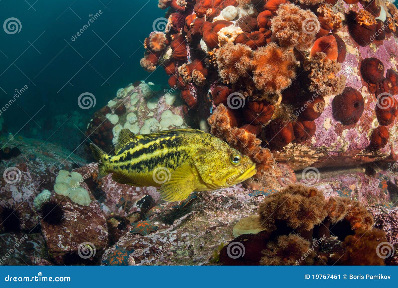 Threestripe Rockfishes & Hidden Octopus Stock Image - Image of ...