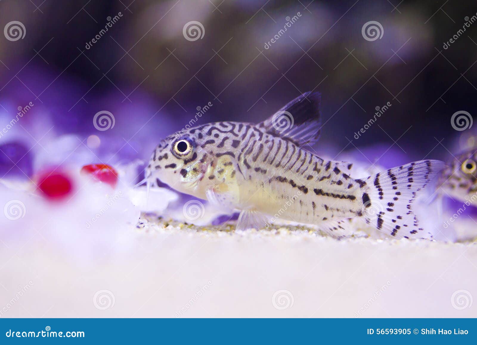 Threestripecorydoras, Corydoras-trilineatus Stock Afbeelding - Image of ...