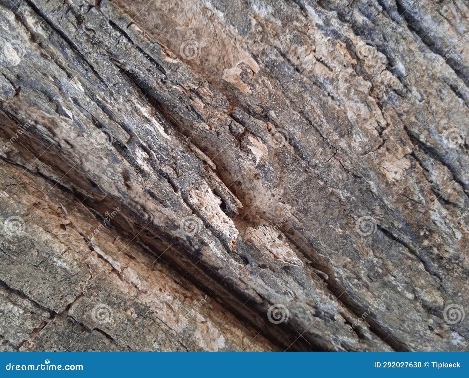 Threetrunk, Three, Skinthree, Begrond, Nature, Forest, Jungle, Wood ...