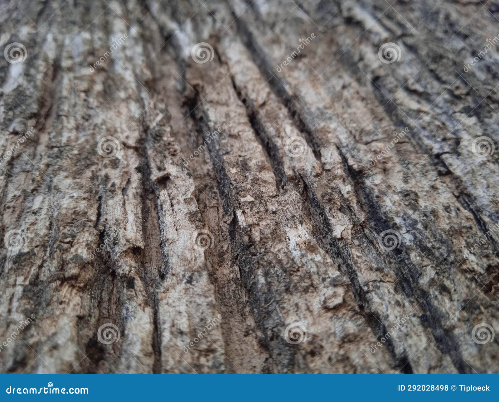 Threetrunk Stock Photos - Free & Royalty-Free Stock Photos from Dreamstime