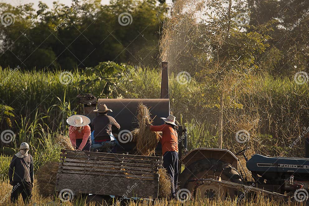 Thresh editorial photo. Image of large, farming, plants - 62021046