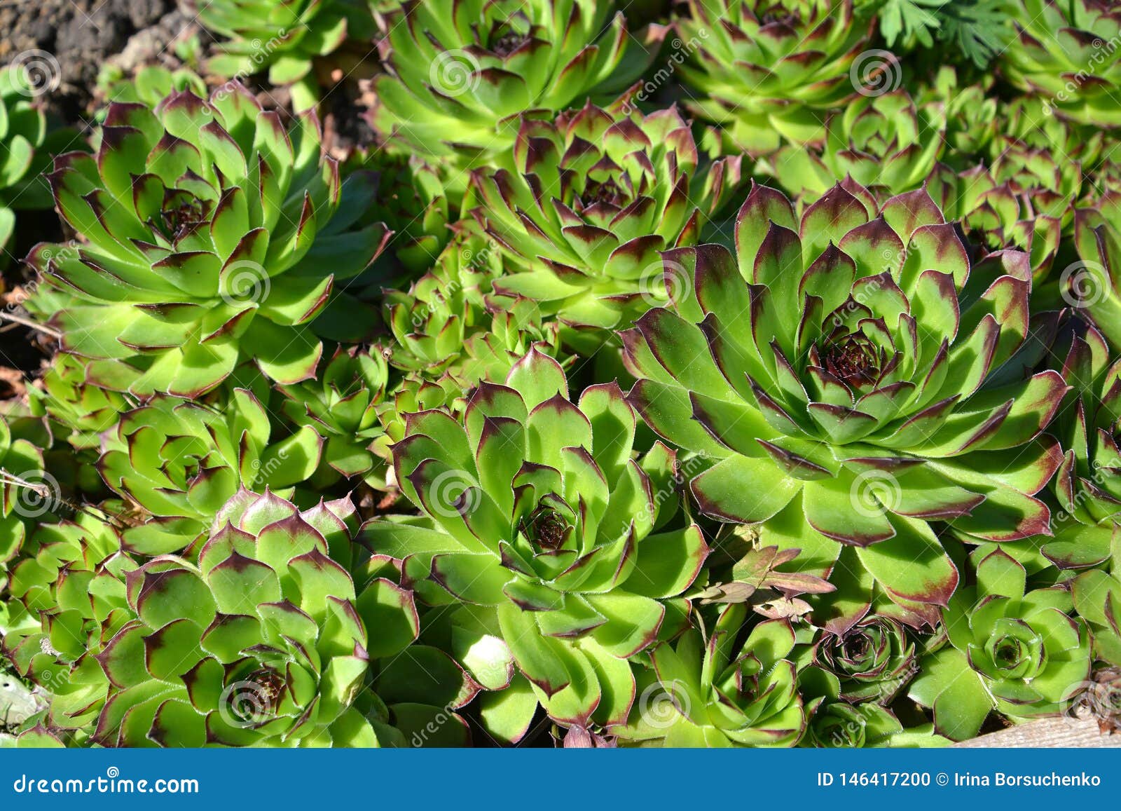 Threshed Roofing Sempervivum Tectorum L., Sheet Sockets Stock Photo ...