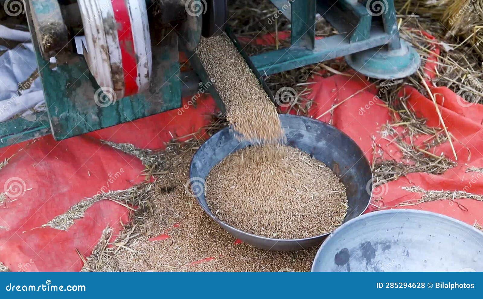 Thresher Machine Working in the Field Separating Wheat Grain from Husk ...