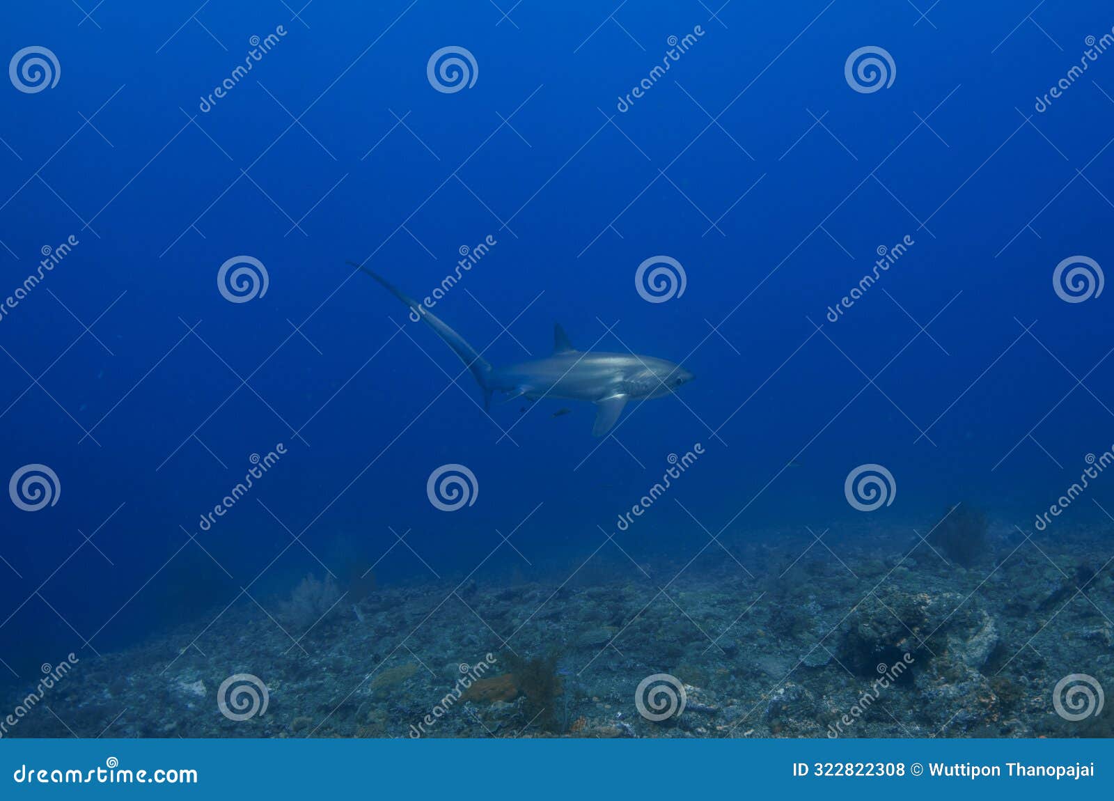 Thresher Shark is a Unique Fish Whose Tail is almost As Long As Its ...