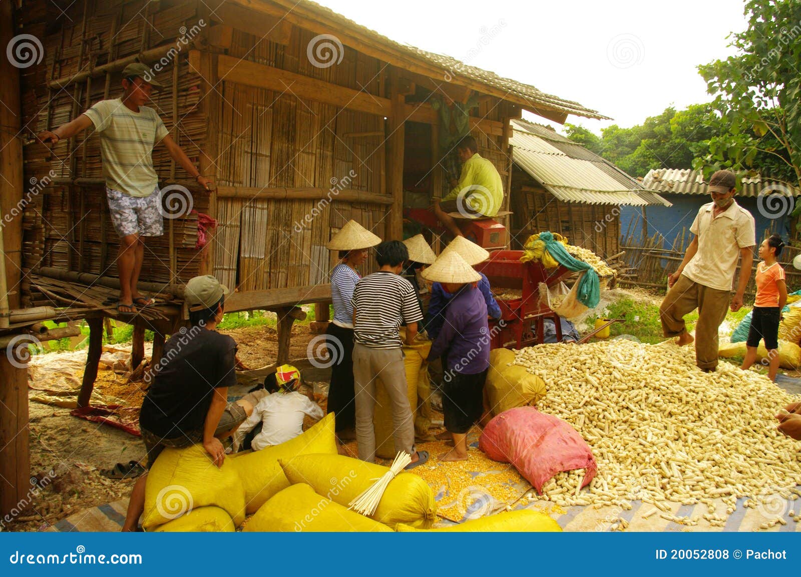 Threshing Corn in Thai Village Editorial Stock Photo - Image of ...