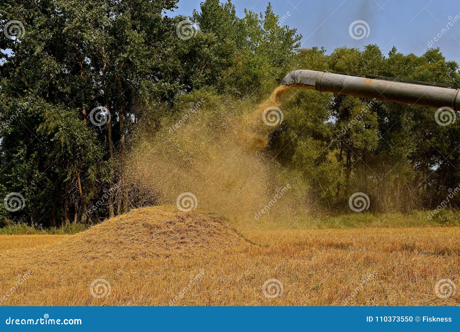 Chaff And Straw Leaving The Blower Pipe Of A Threshing Machine And ...