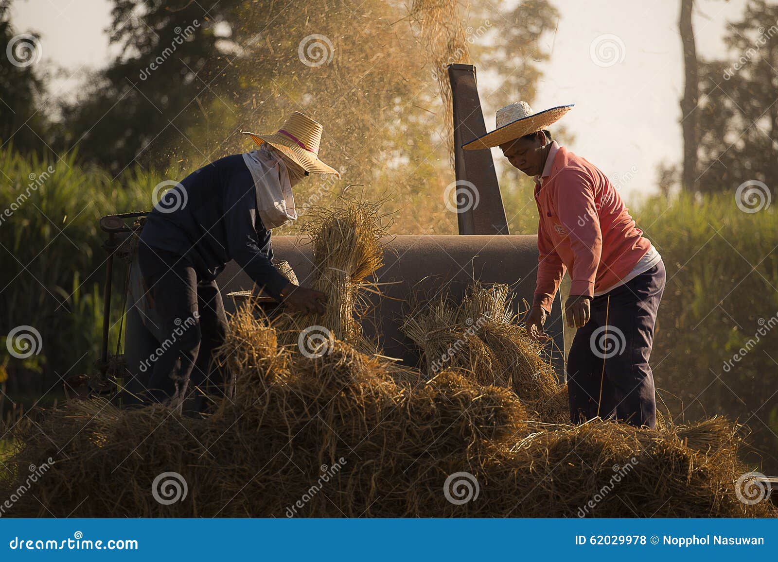 Threshing editorial stock photo. Image of handcart, barrow - 62029978