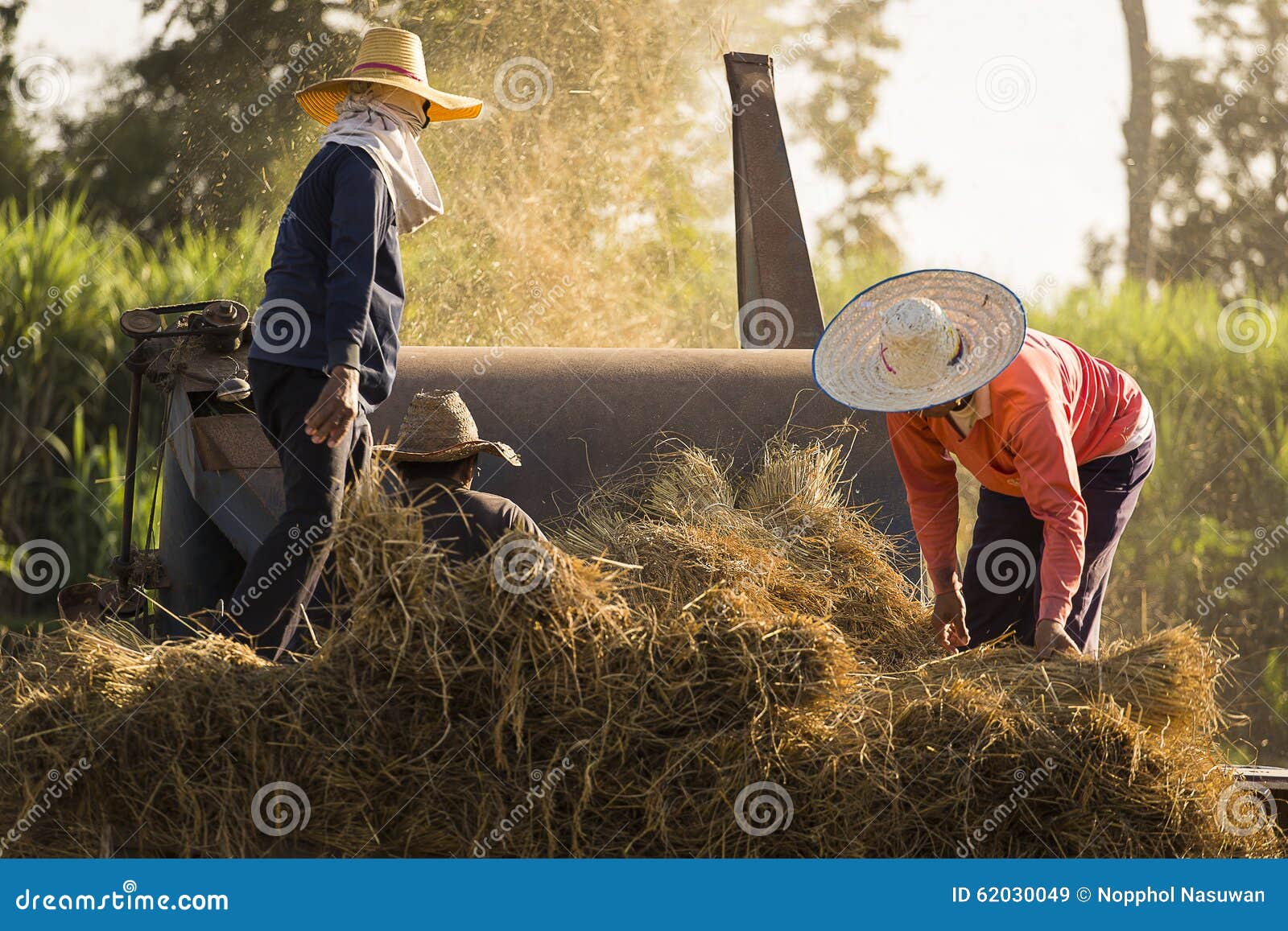 Threshing editorial stock image. Image of plants, field - 62030049
