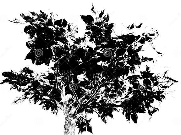 Threshold tree stock illustration. Illustration of landscape - 96882091