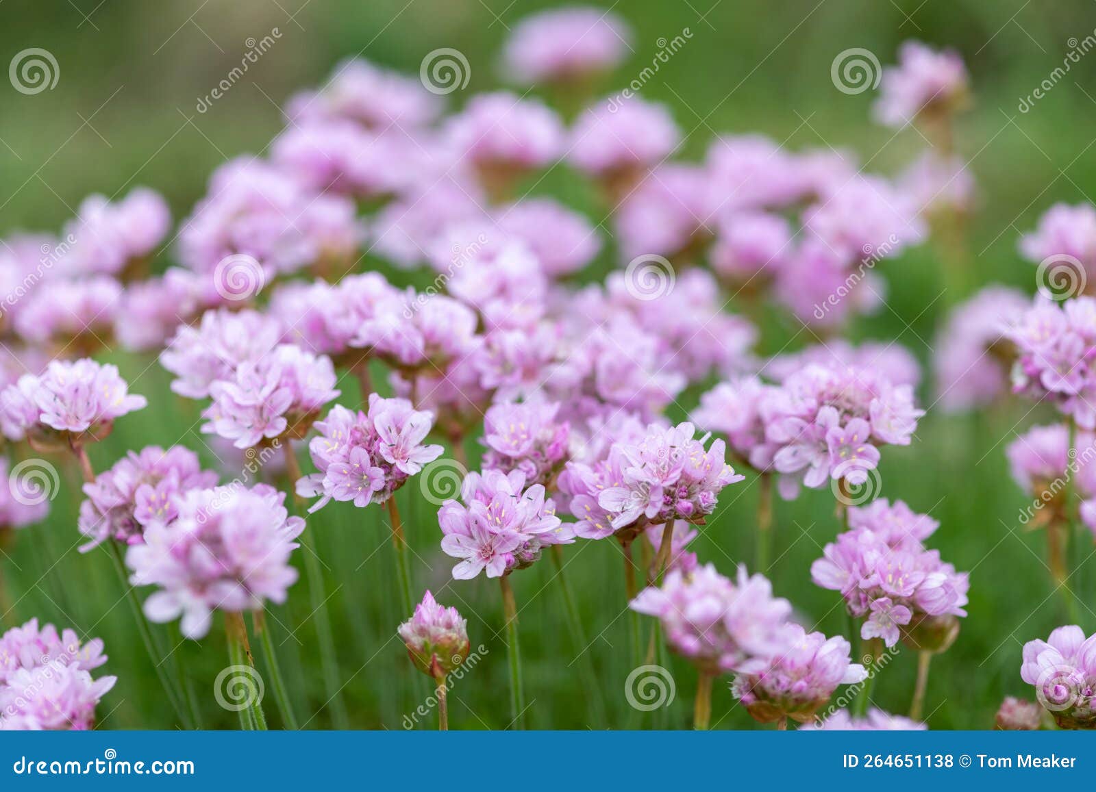 Thrift Armeria Maritima Flowers Stock Photo - Image of perennial, coast ...