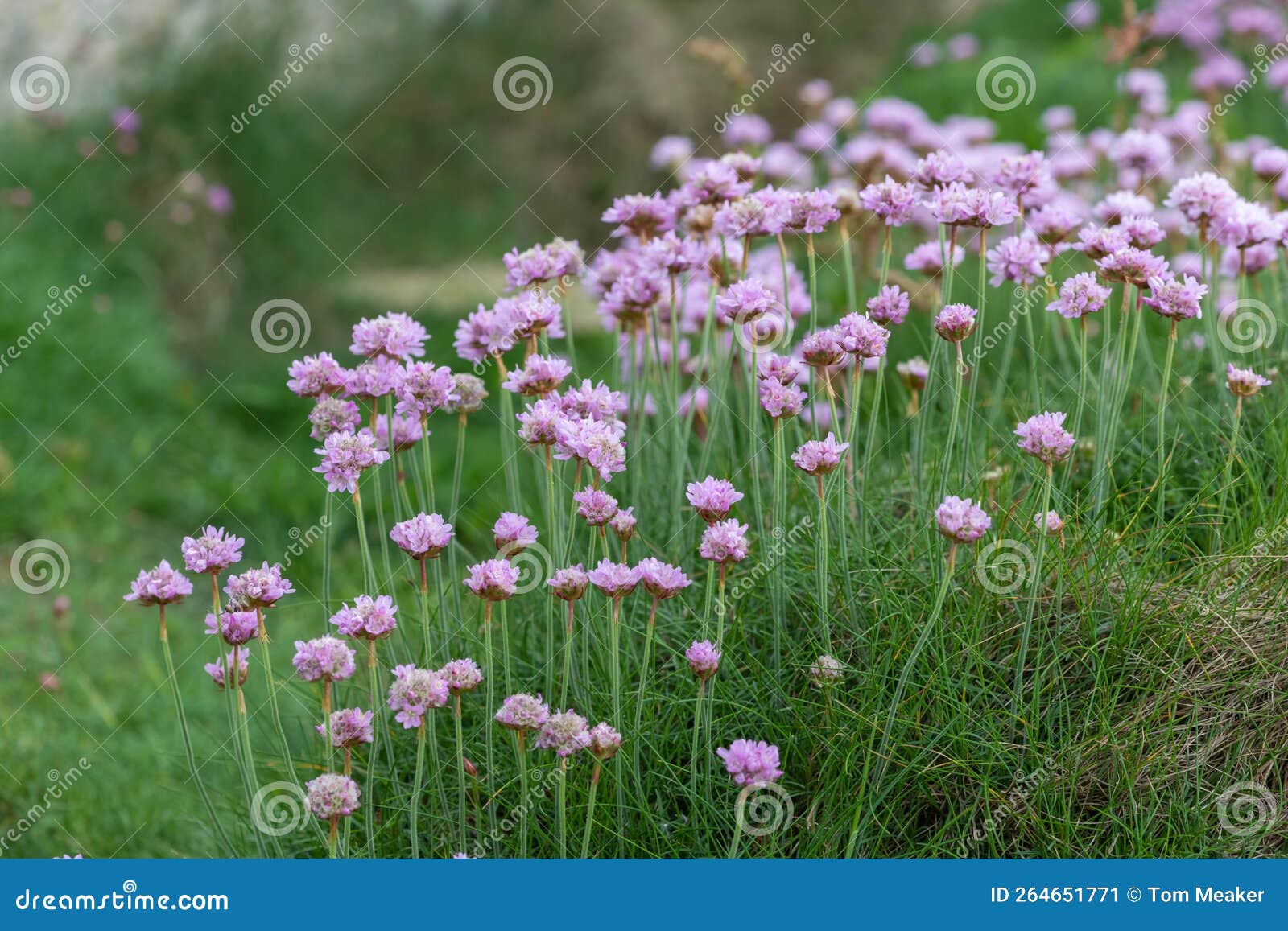 Thrift Armeria Maritima Flowers Stock Image - Image of inflorescence ...