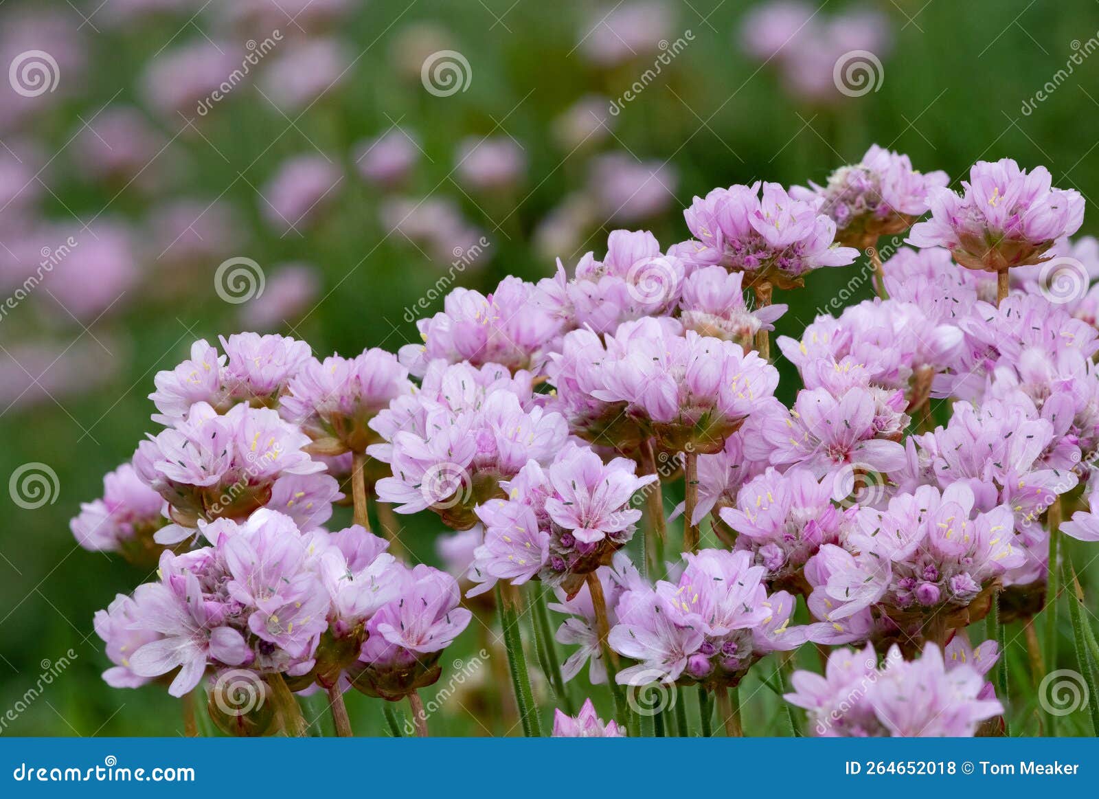 Thrift Armeria Maritima Flowers Stock Photo - Image of closeup, bloom ...