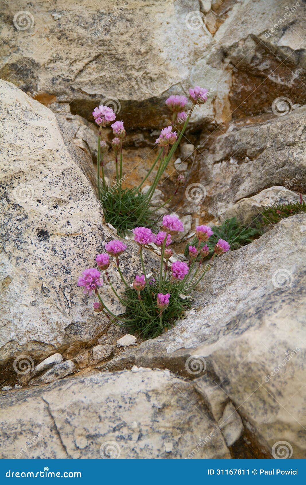 Thrift plant stock image. Image of thrift, seaford, cliff - 31167811