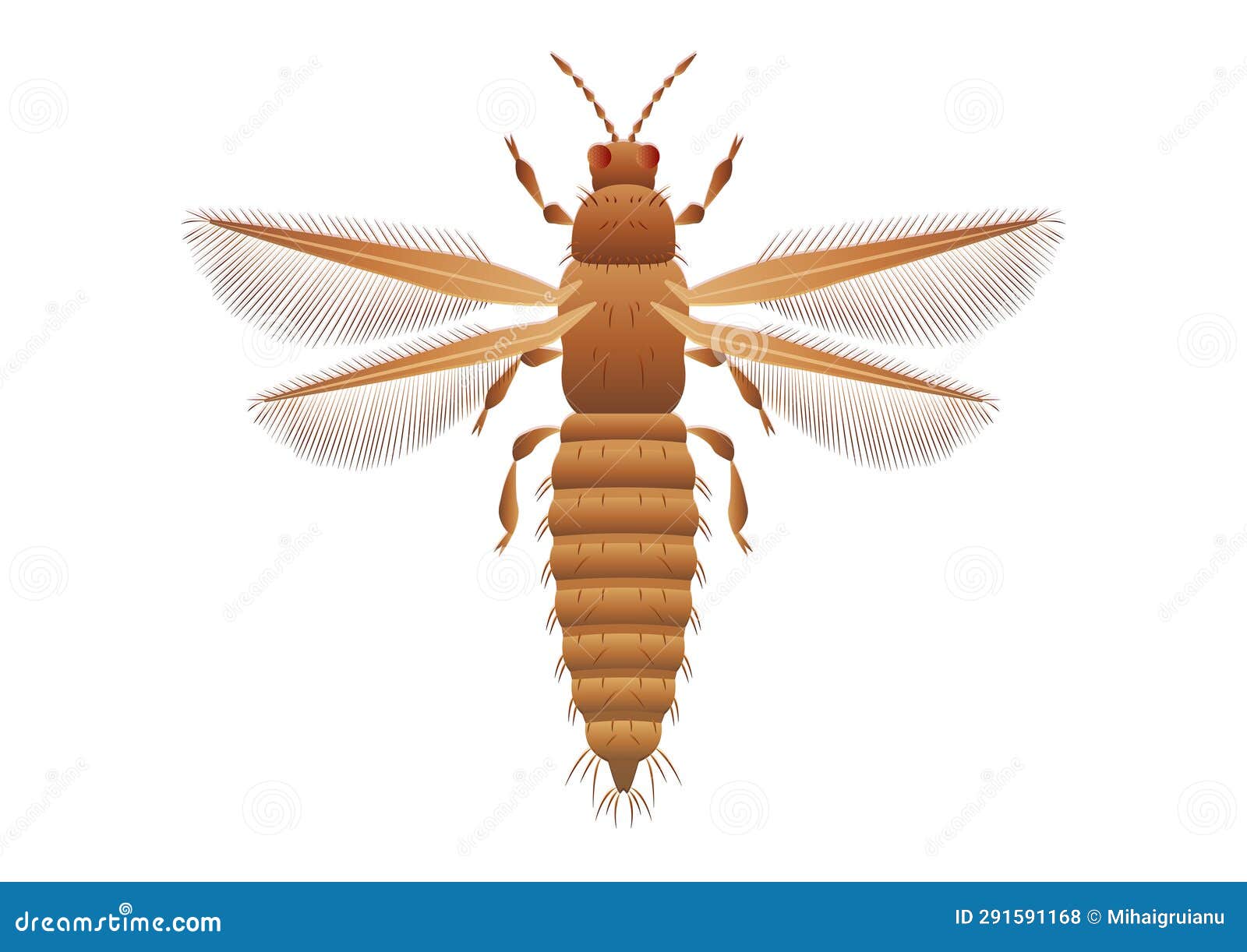 Thrips Isolated On A White Royalty-Free Stock Photo | CartoonDealer.com ...