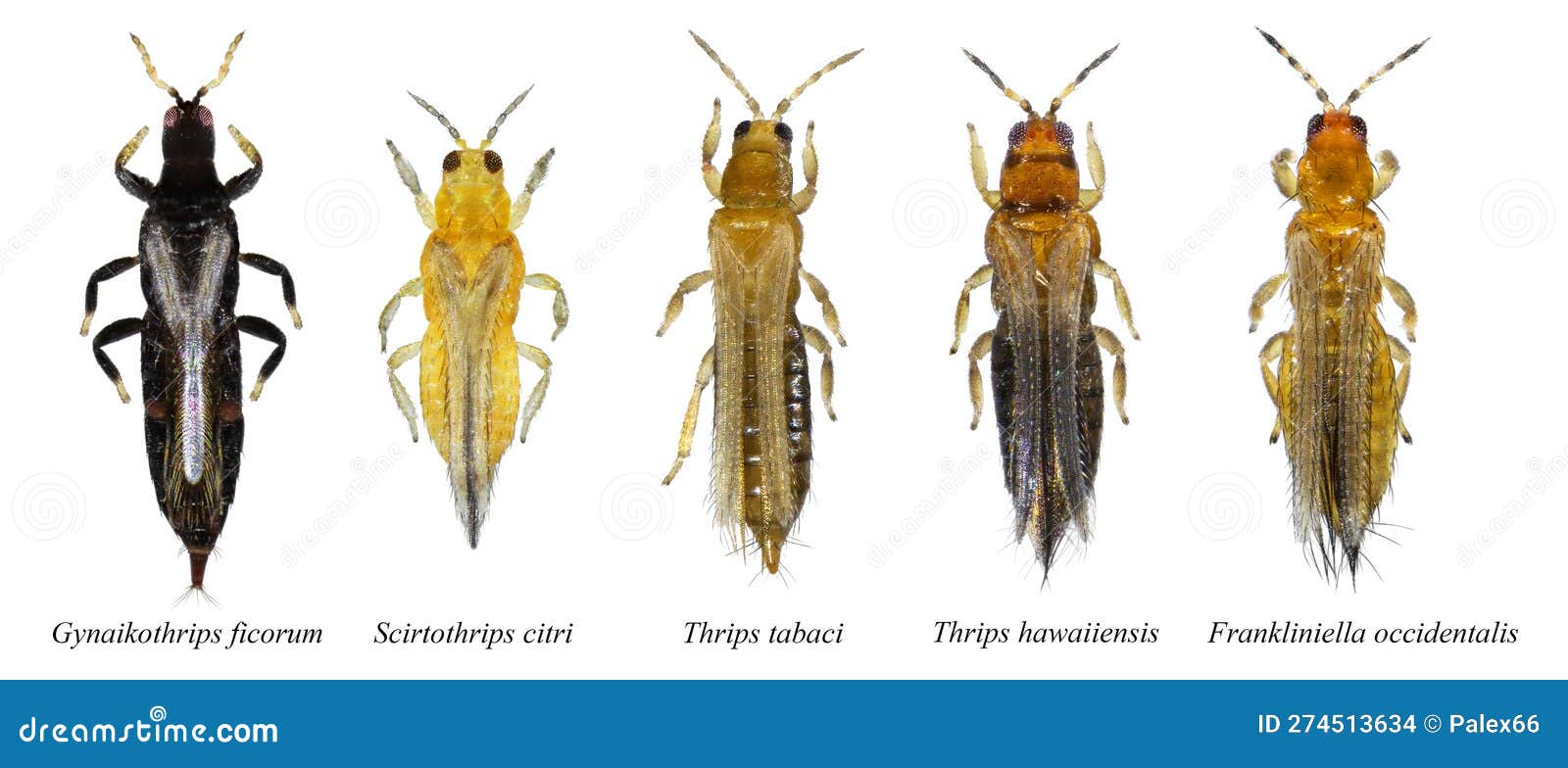 Thrips are Minute, Slender Insect Pests of Fruit Trees Stock Photo ...