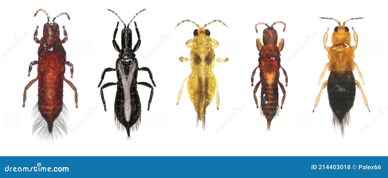 Thrips order Thysanoptera stock photo. Image of insects - 214403018