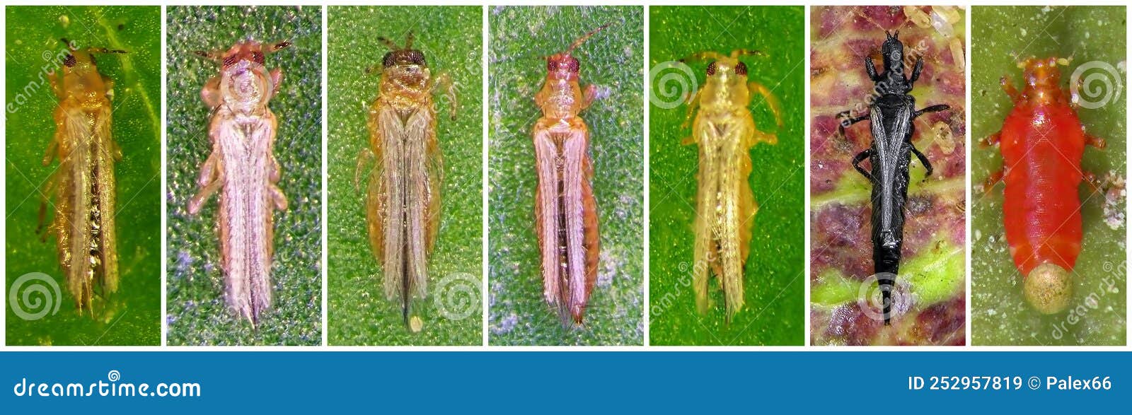 Thrips order Thysanoptera stock image. Image of female - 252957819