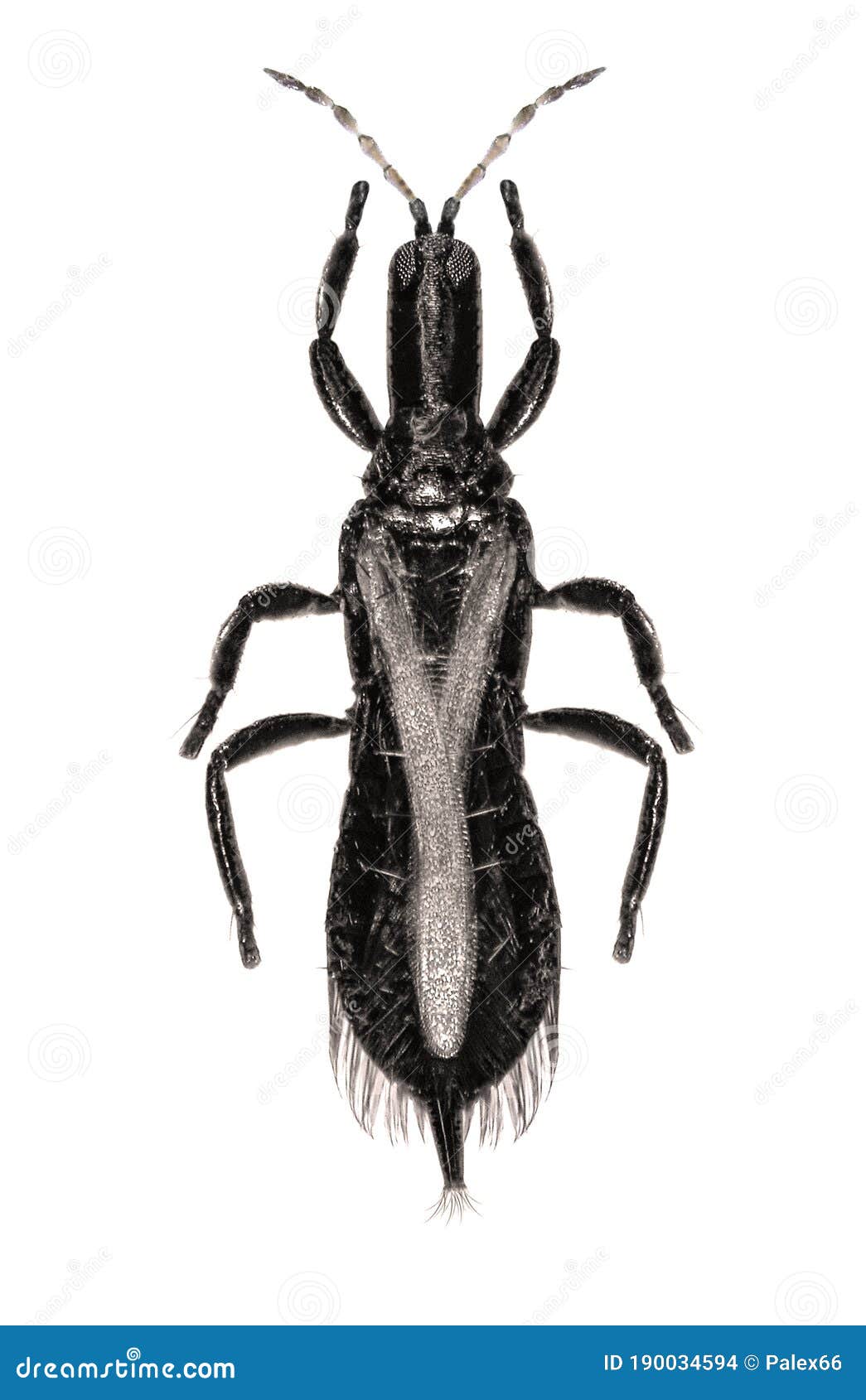 Thrips stock photo. Image of freckle, pest, thunderblights - 190034594