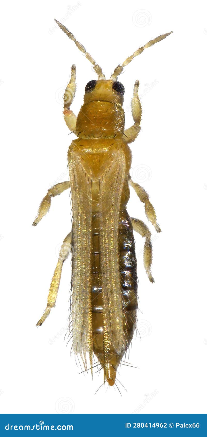 Thrips Thrips tabaci stock photo. Image of lice, chaetanaphothrips ...