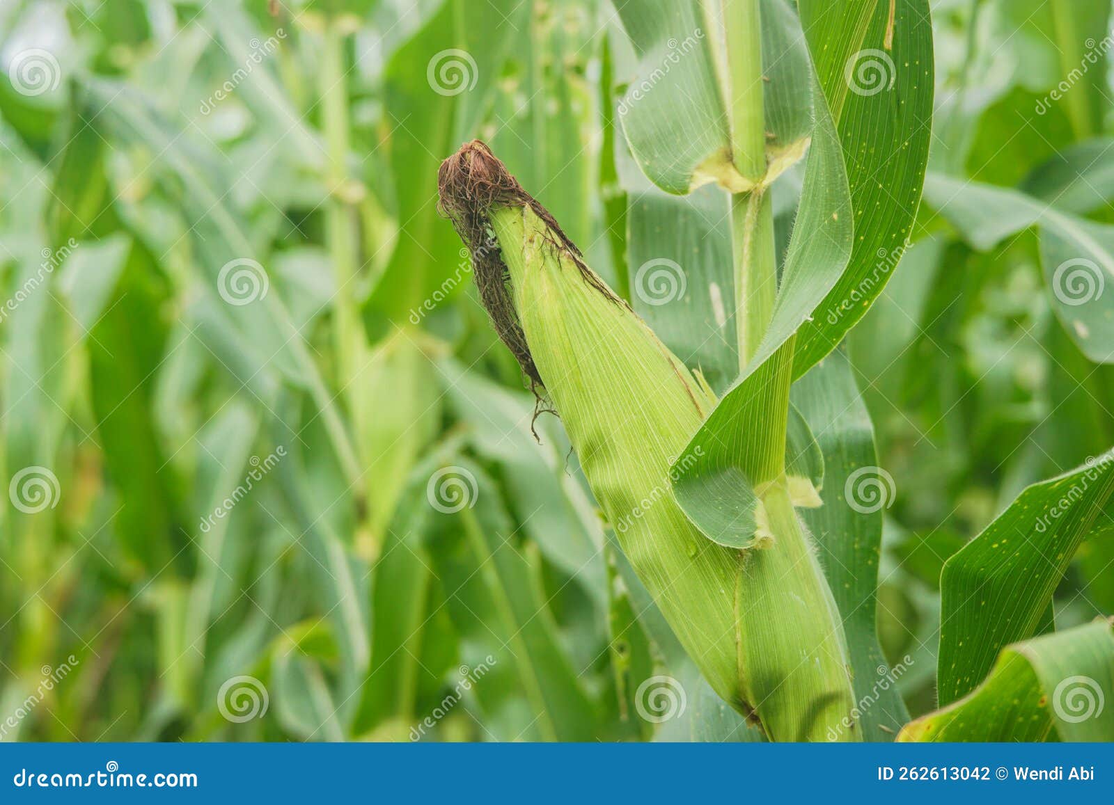 Thriving Corn Land, Corn Farmer Stock Photo - Image of corn, nutrition ...
