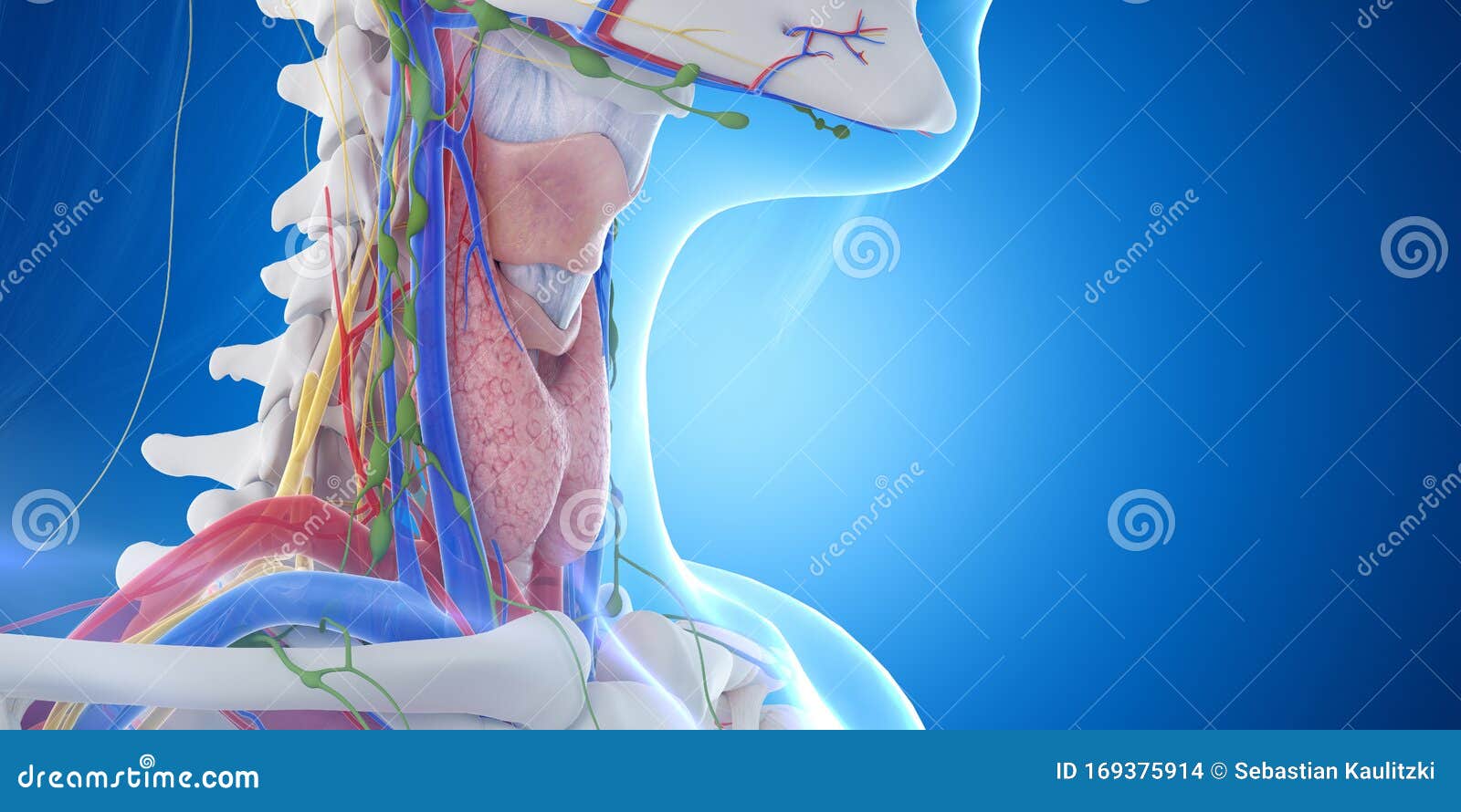 The Throat Anatomy Stock Illustration | CartoonDealer.com #169376086