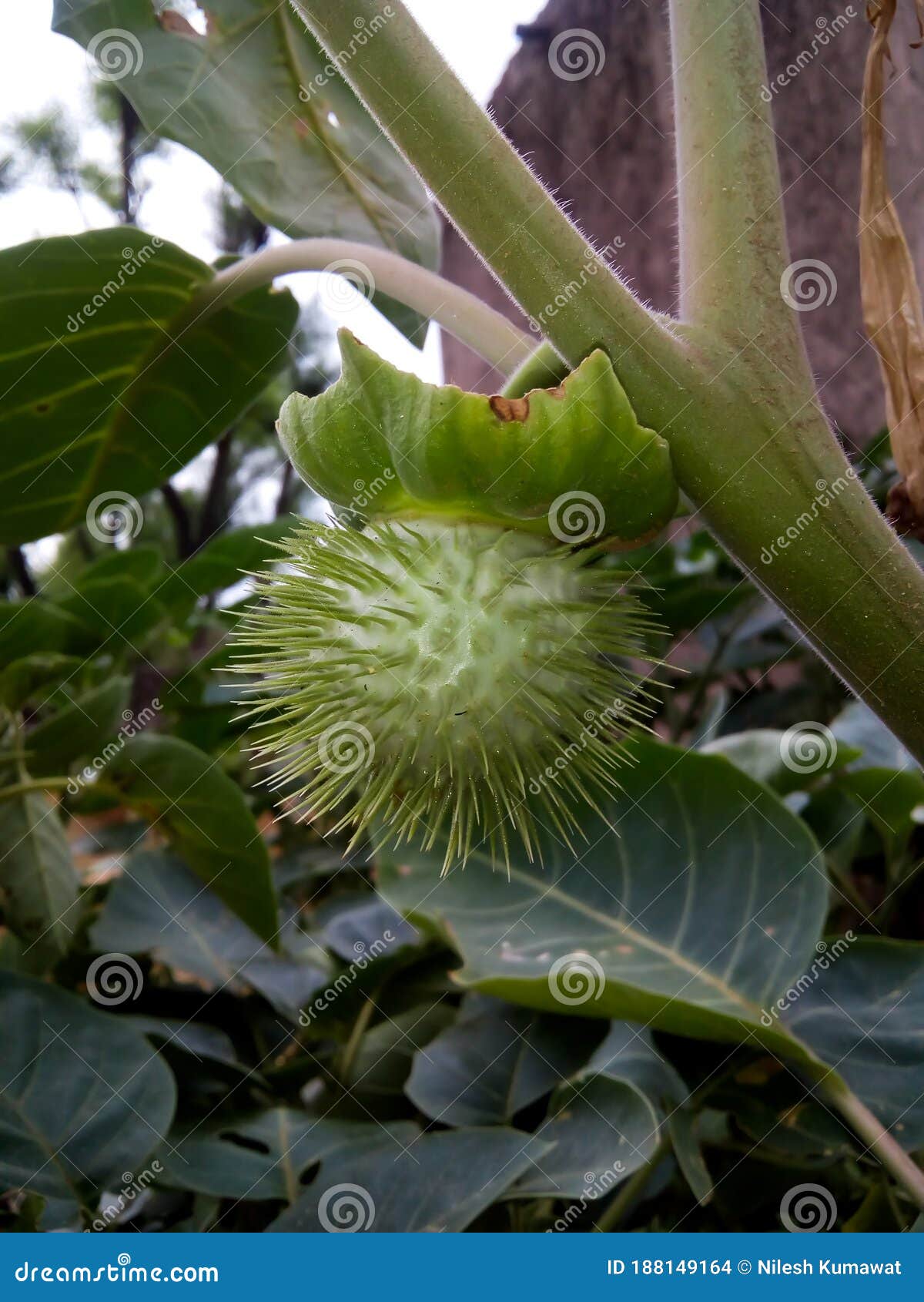 The Thron Apple, Holy Offering of God Shiva. Stock Photo - Image of ...