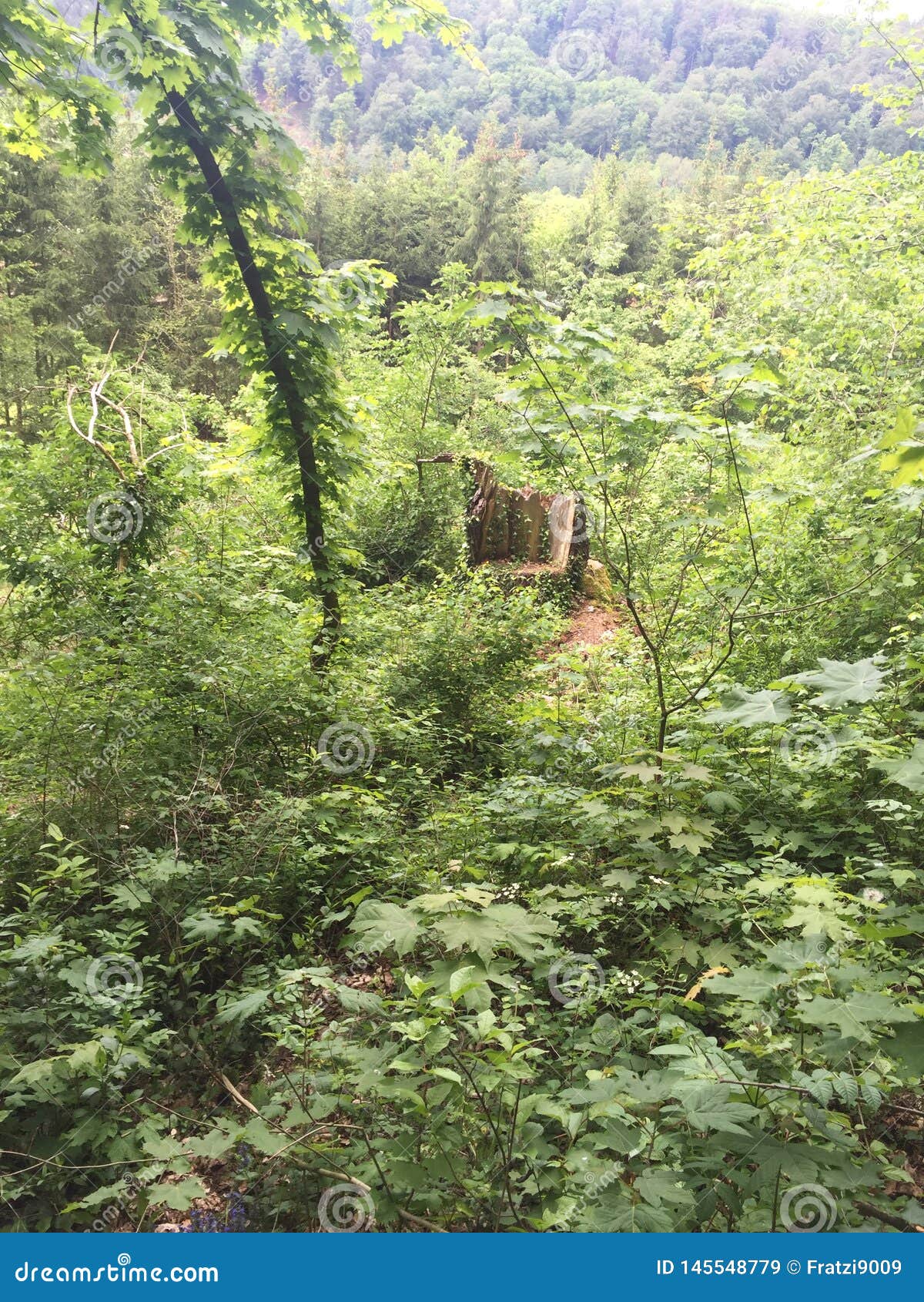 Throne of elves stock image. Image of green, throne - 145548779