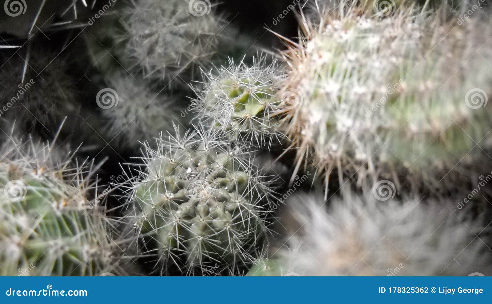 Tree Is The Throne Of The Forest King. Royalty-Free Stock Image ...