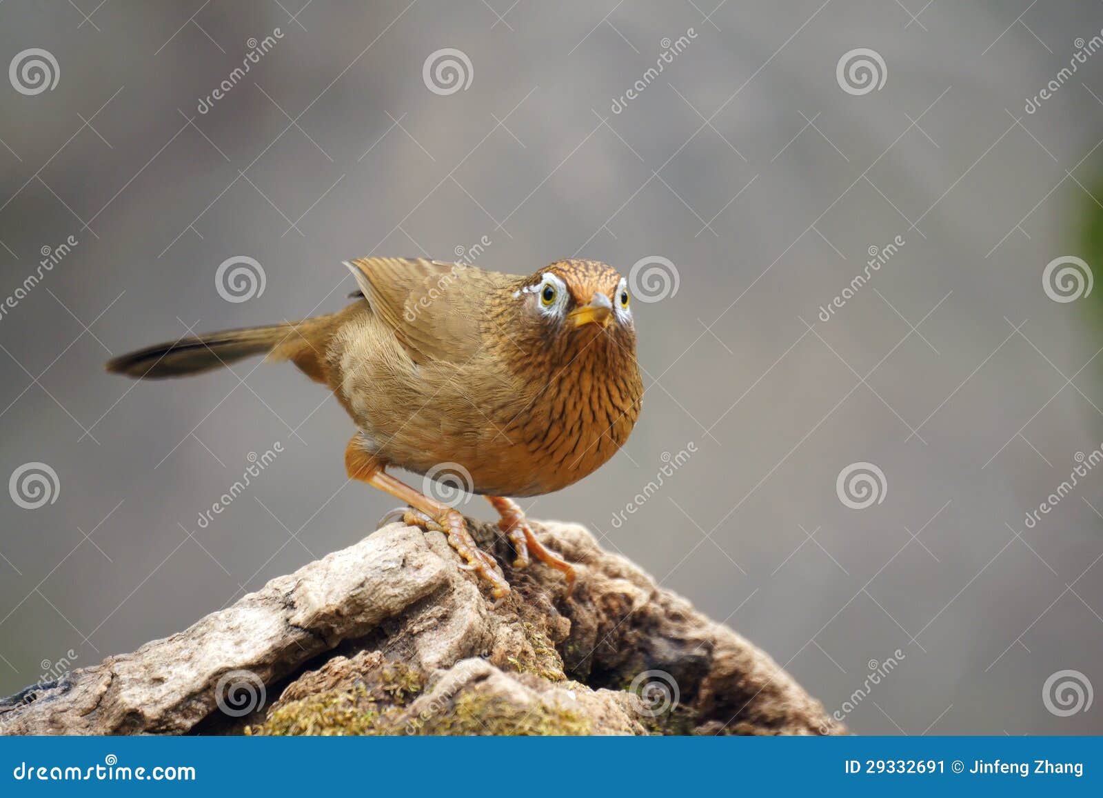 Throstle stock image. Image of sylviidae, beautiful, wildlife - 29332691