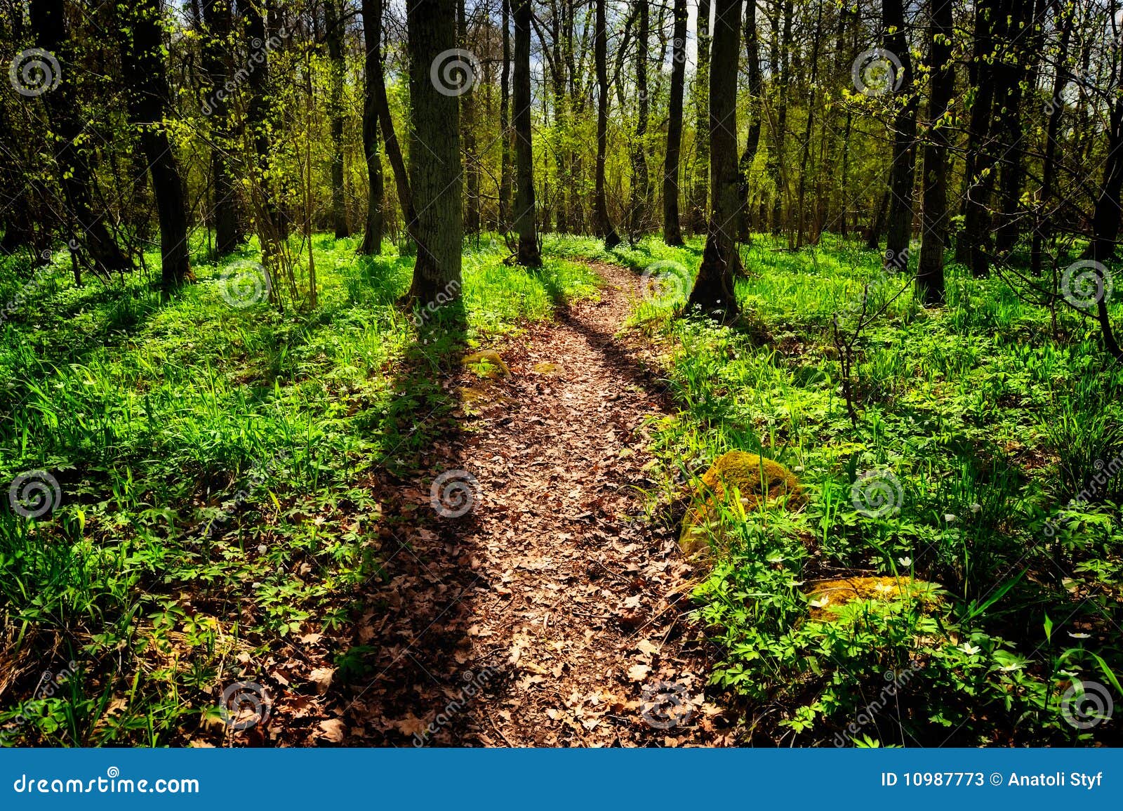 Throw a shadow stock image. Image of wooden, wildlife - 10987773