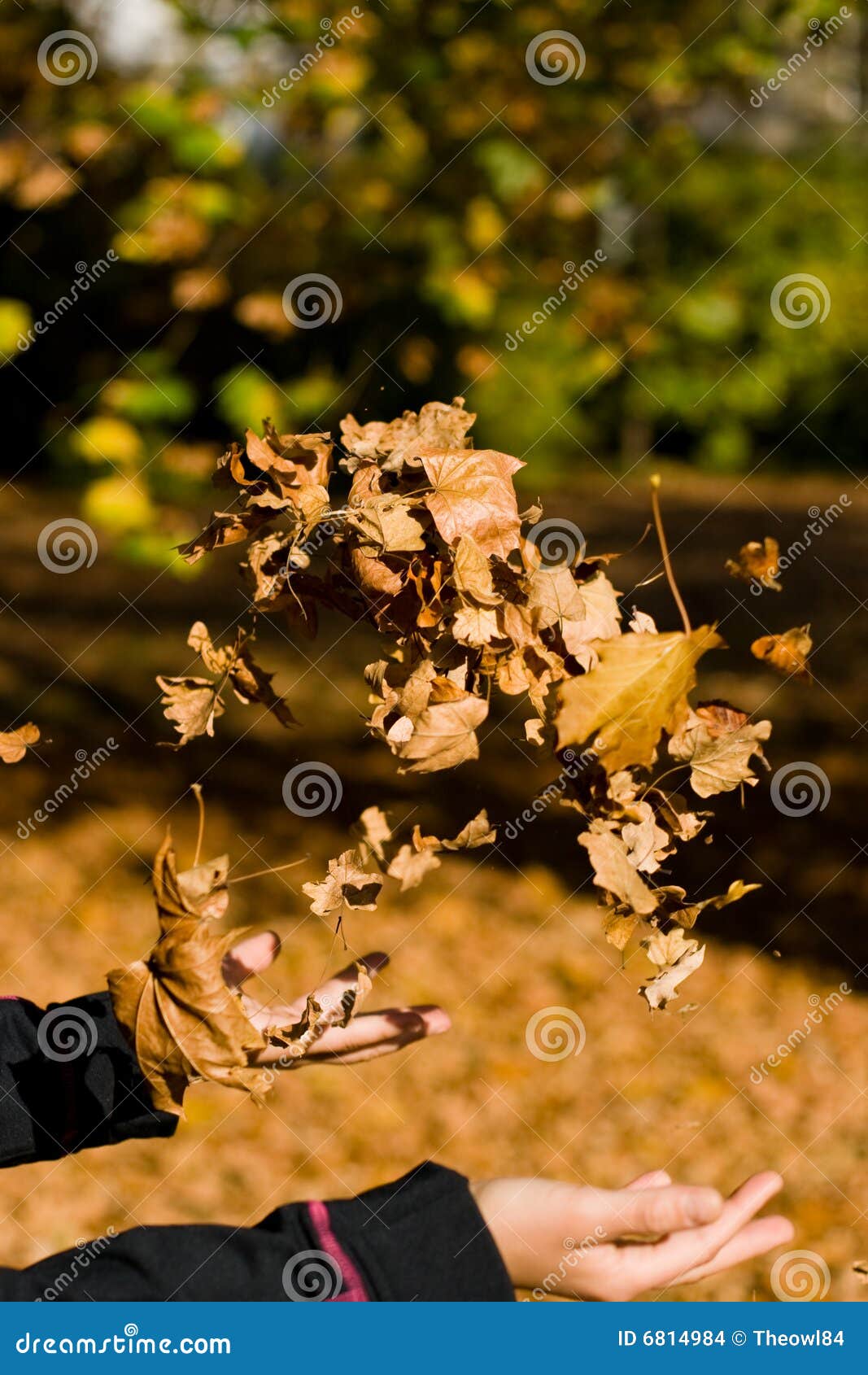 Throwing Autumn Leafs stock photo. Image of falling, enjoy - 6814984