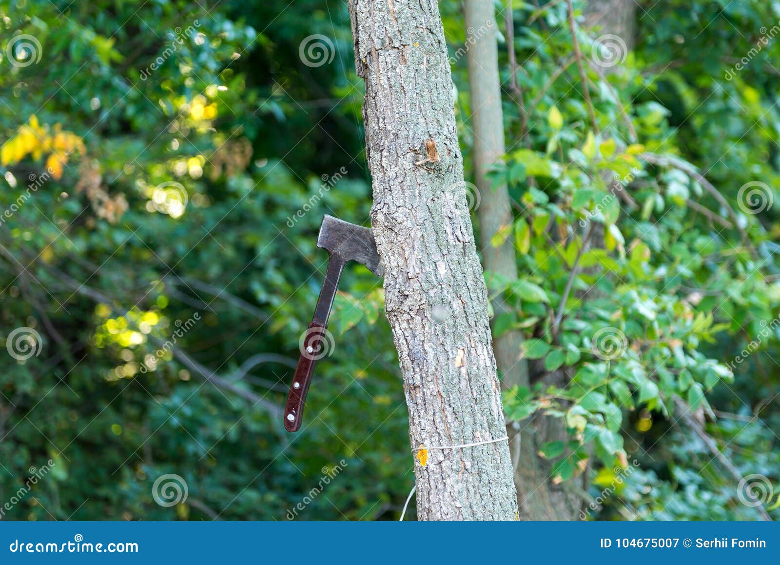 Throwing an Ax in the Trunk of a Tree in the Autumn in the Forest at ...