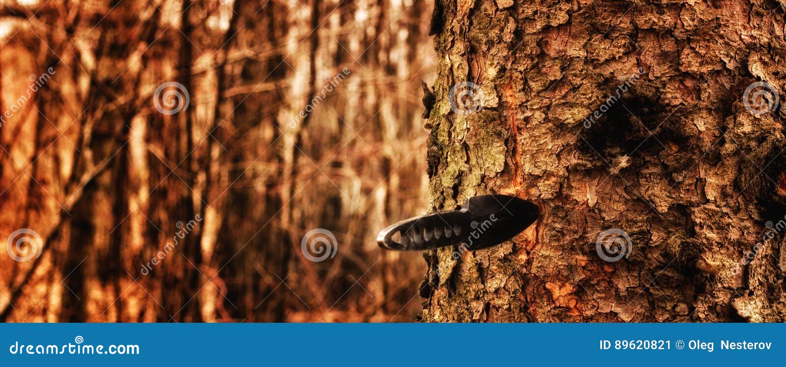 Throwing knife in the tree stock image. Image of pine - 89620821