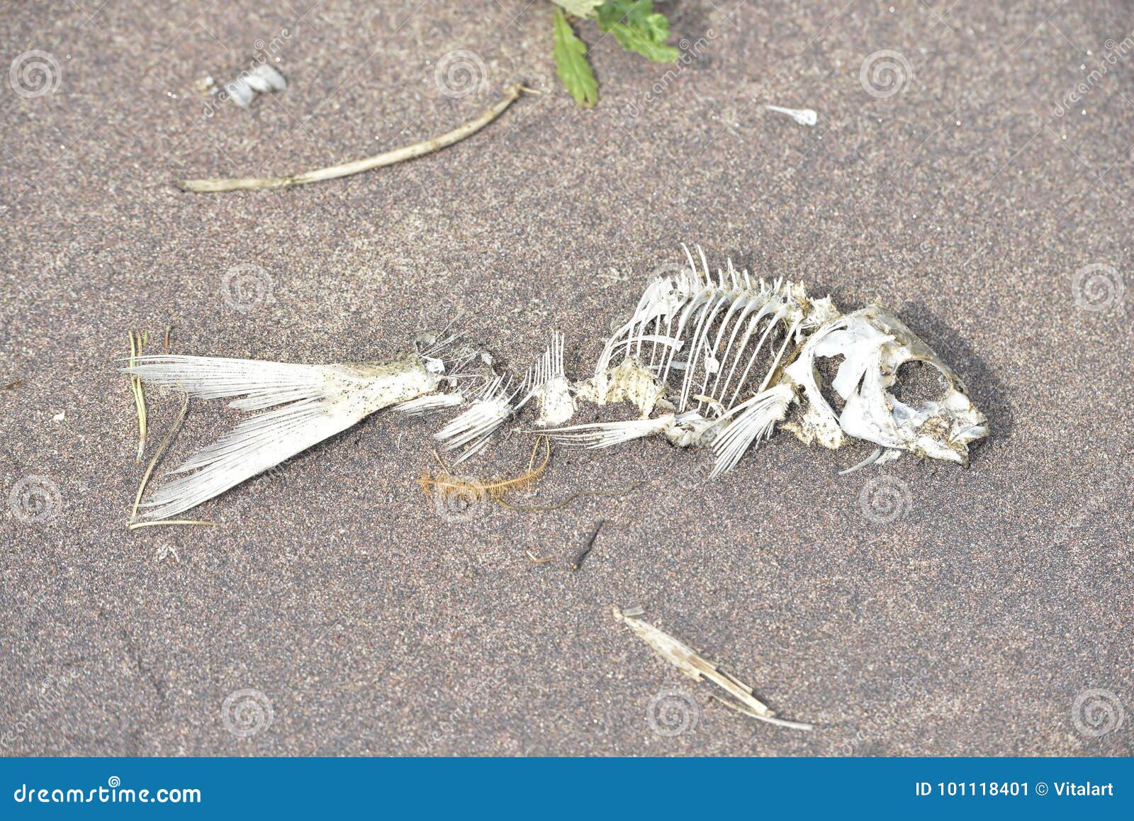 Fish skeleton stock image. Image of ecology, dead, bream - 101118401