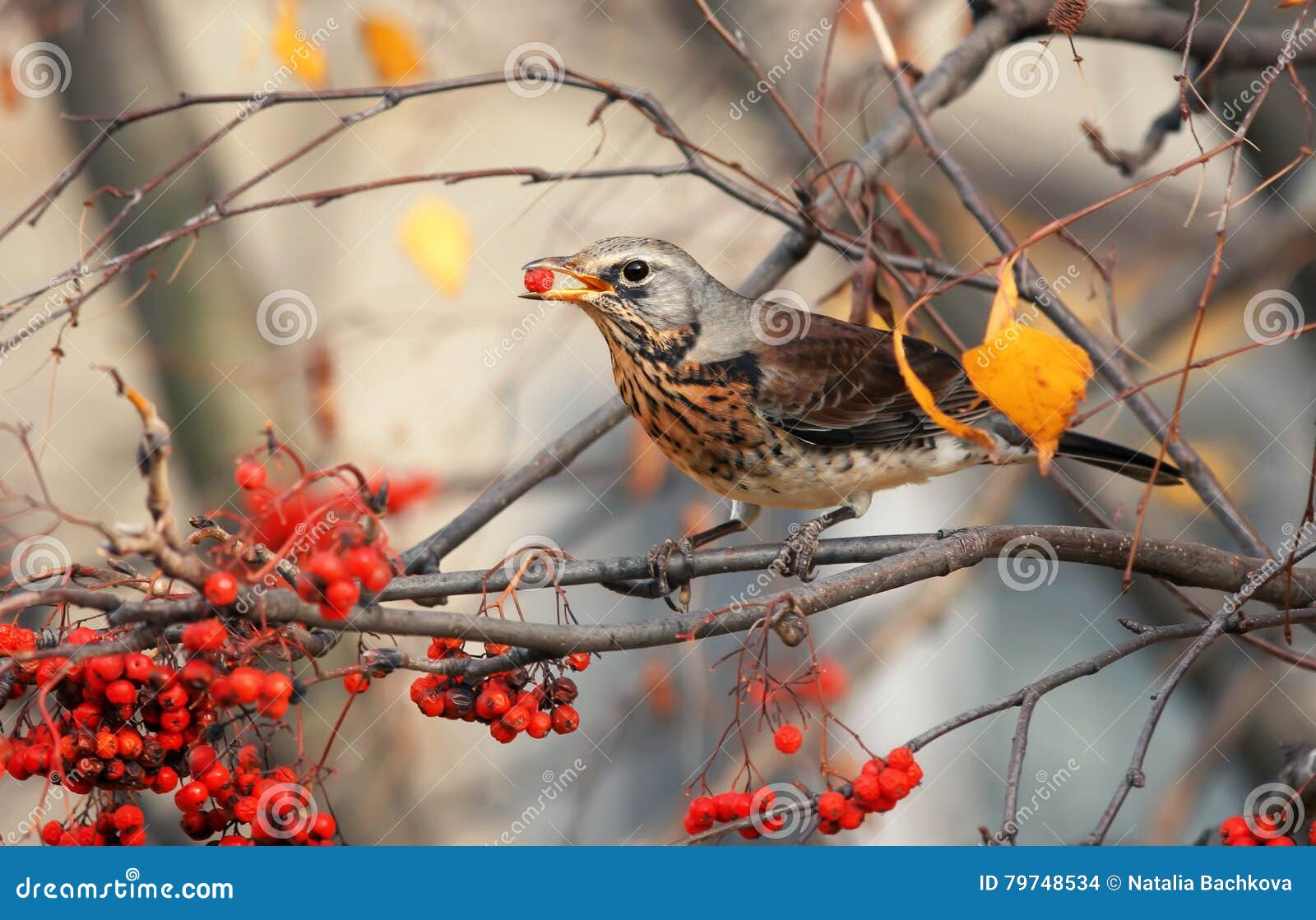 The Thrush Bird Eats the Sweet Red Rowan Berries in Autumn Stock Photo ...