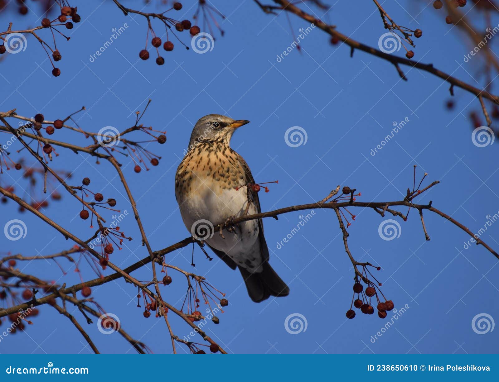 Thrush Bird, Fieldfare, Snowbird on a Tree and Berries in Winter Forest ... Thrush Bird, Fieldfare, Snowbird on a Tree and Berries in Winter Forest ...