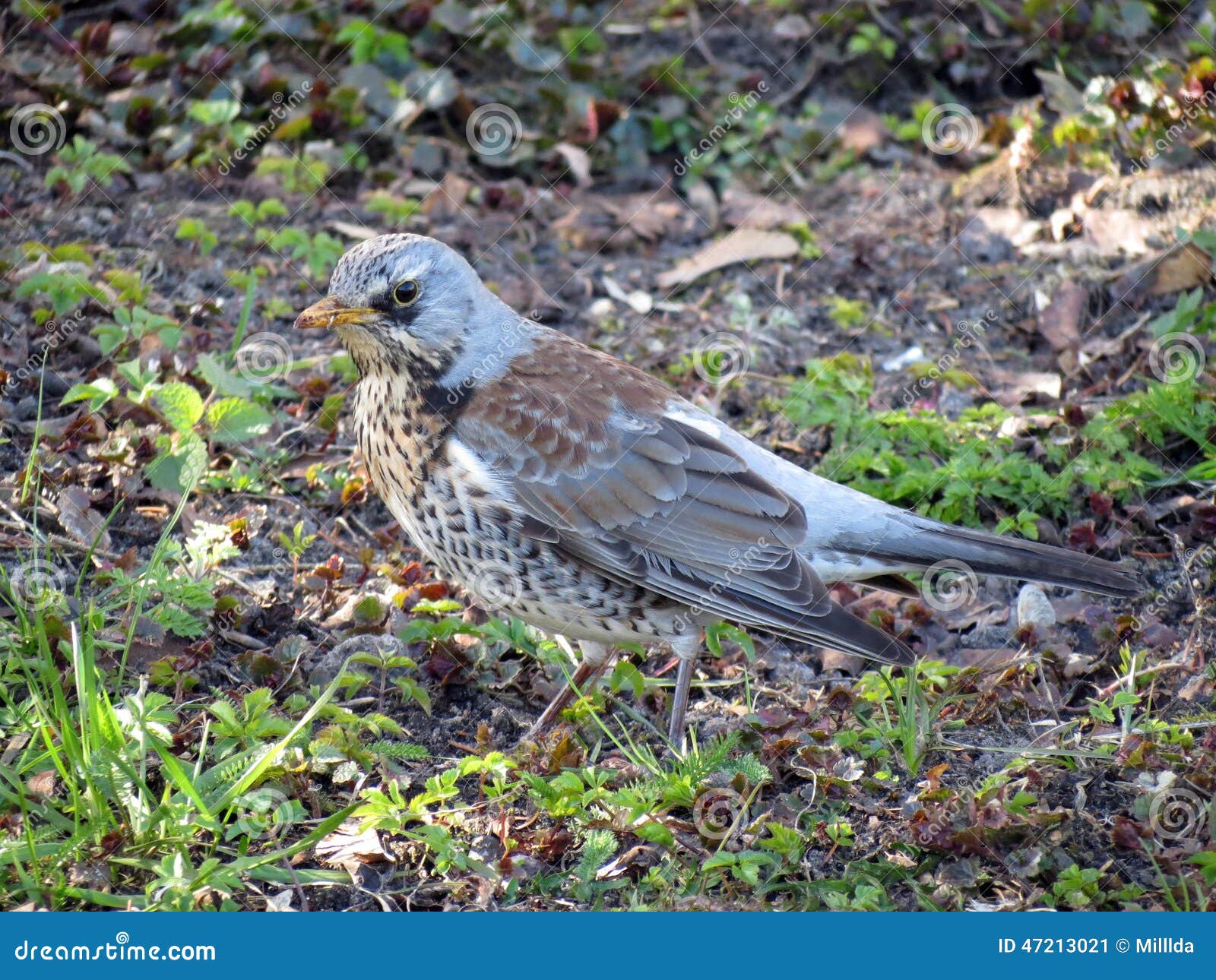 Thrush bird stock image. Image of color, black, bird - 47213021