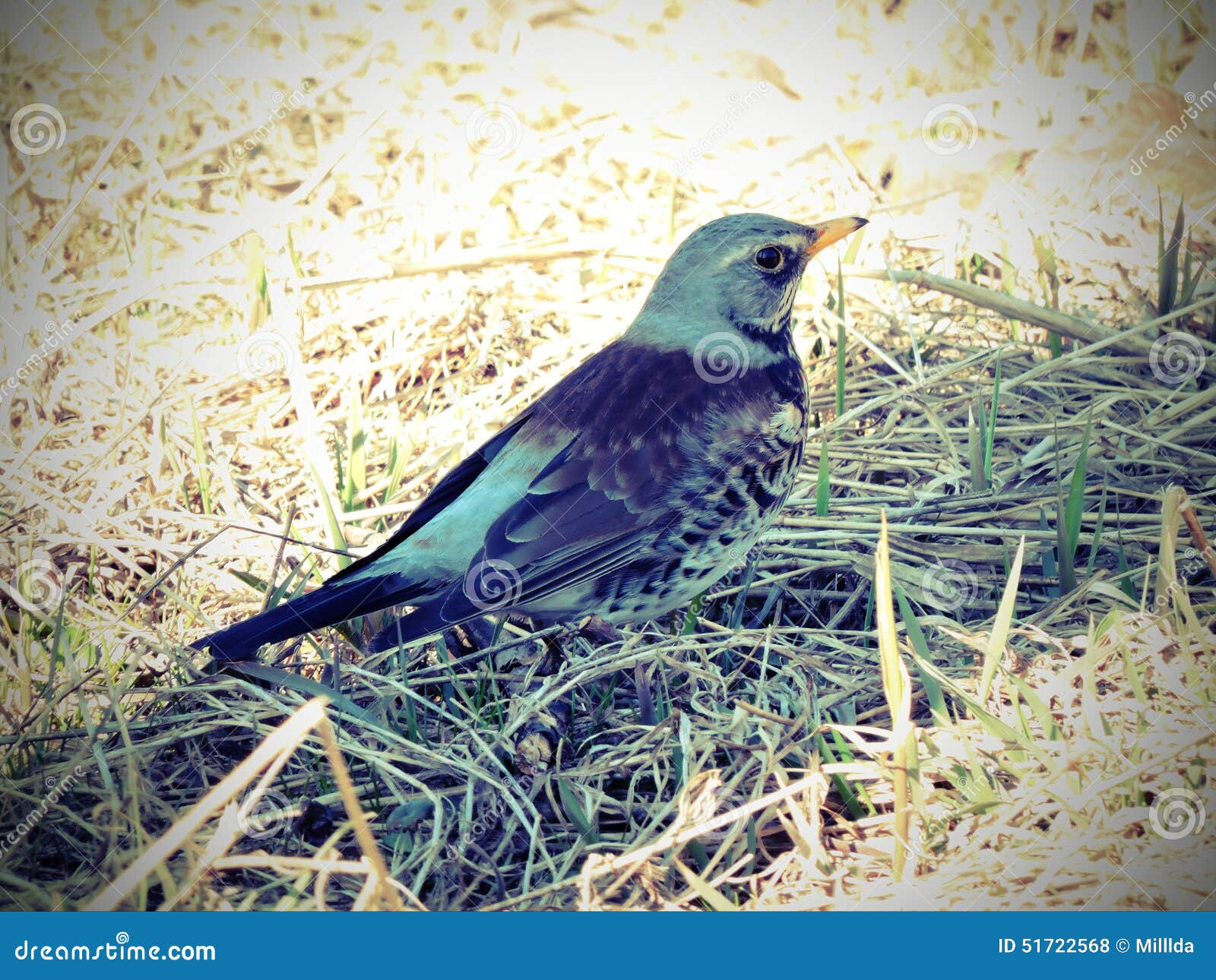 Thrush bird, Lithuania stock photo. Image of wild, thrush - 51722568