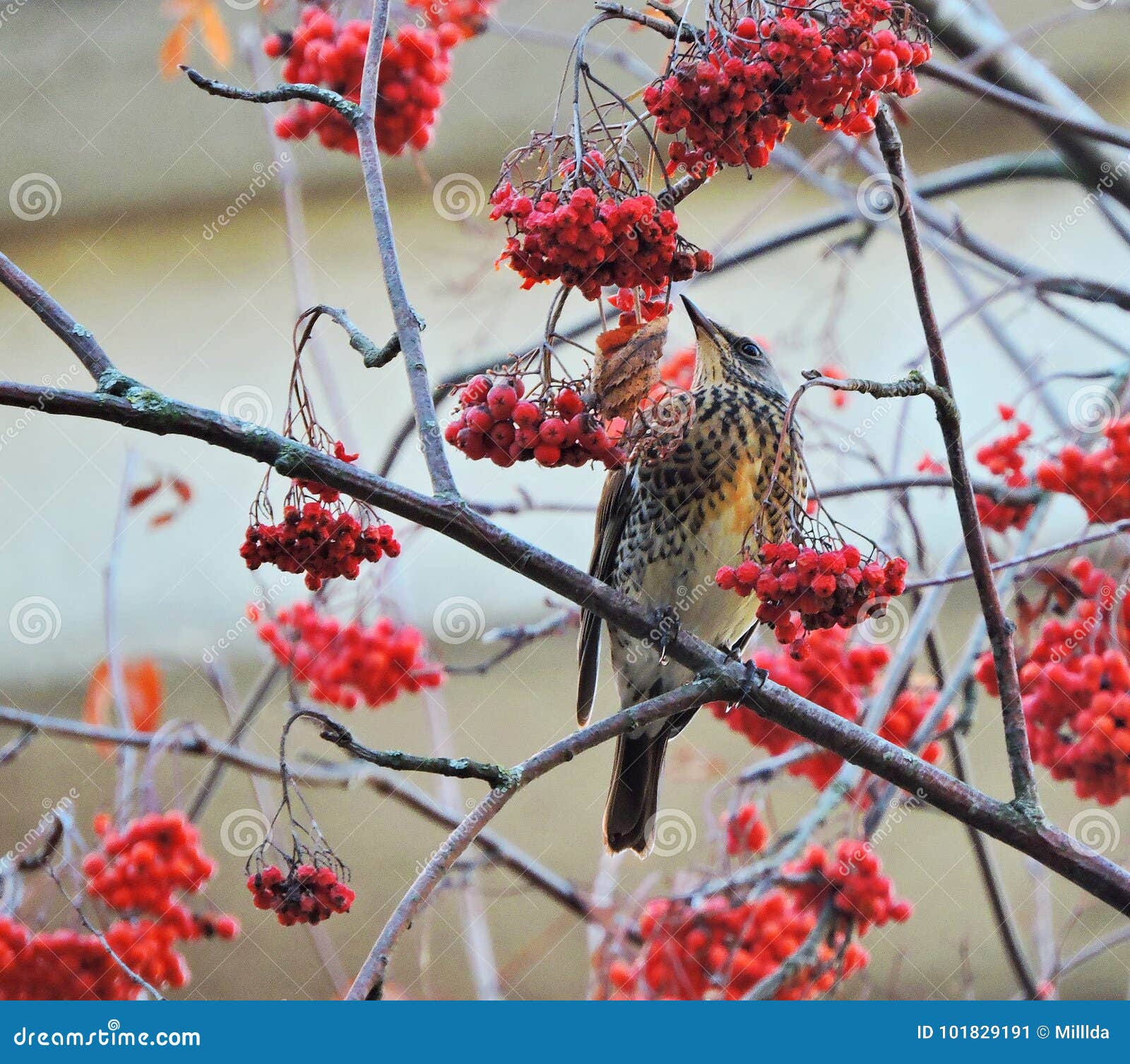 Thrush Bird on Rowan Tree Branch Stock Image - Image of autumn, yellow ...